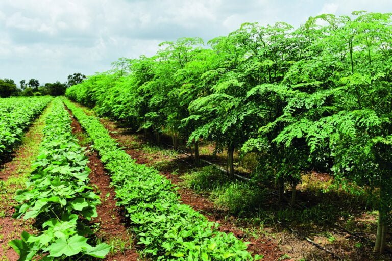 7 Proven Crop Diversification Strategies To Combat Agricultural Risks ...