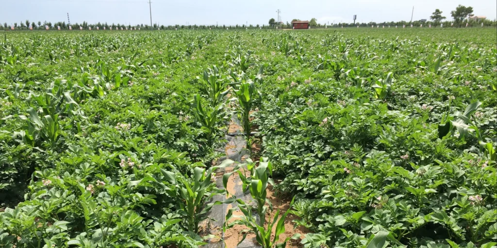 4 Powerful Advantages Of Mixed Cropping For Resilient Farming In ...