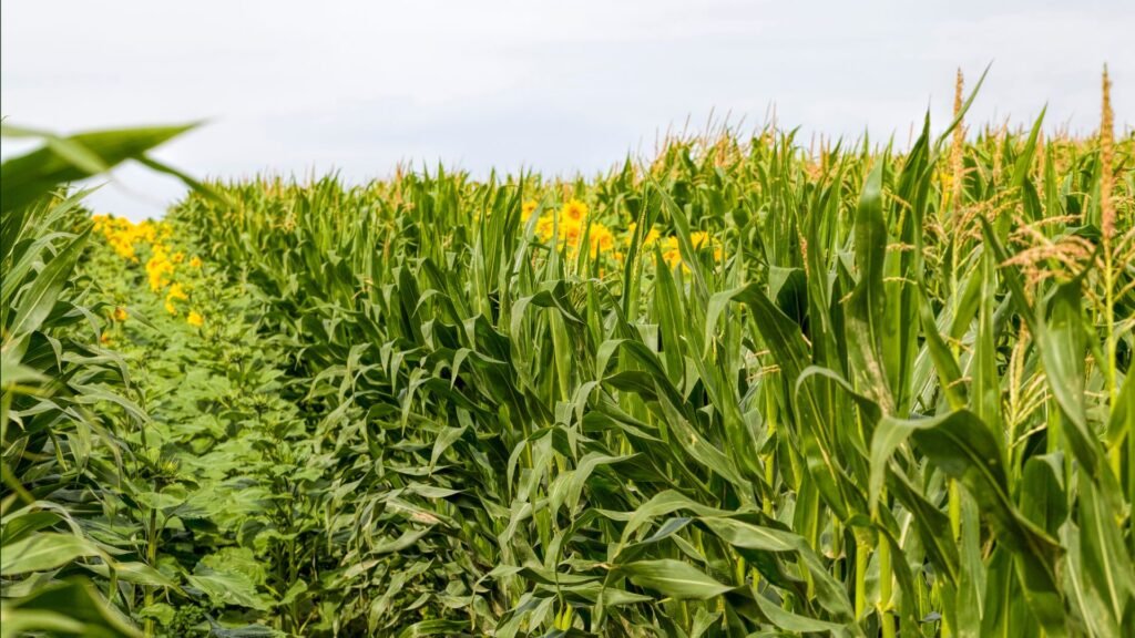 4 Powerful Advantages Of Mixed Cropping For Resilient Farming In ...