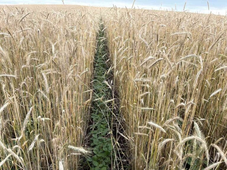 5 Proven Benefits Of Relay Cropping For Maximum Yield In Mittimind Farms