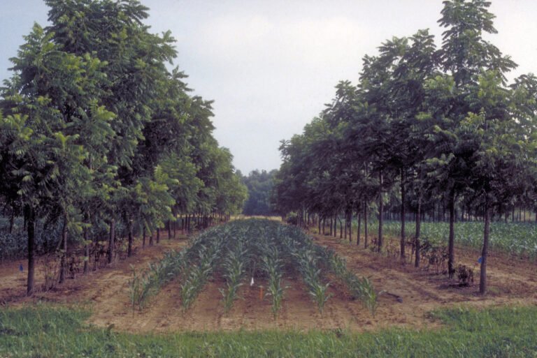 5 Powerful Advantages Of Alley Cropping For Sustainable Farming In ...