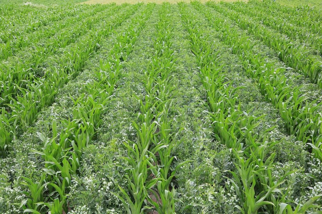 3 Powerful Types Of Intercropping For Boosting Yields! In Mittimind Farms