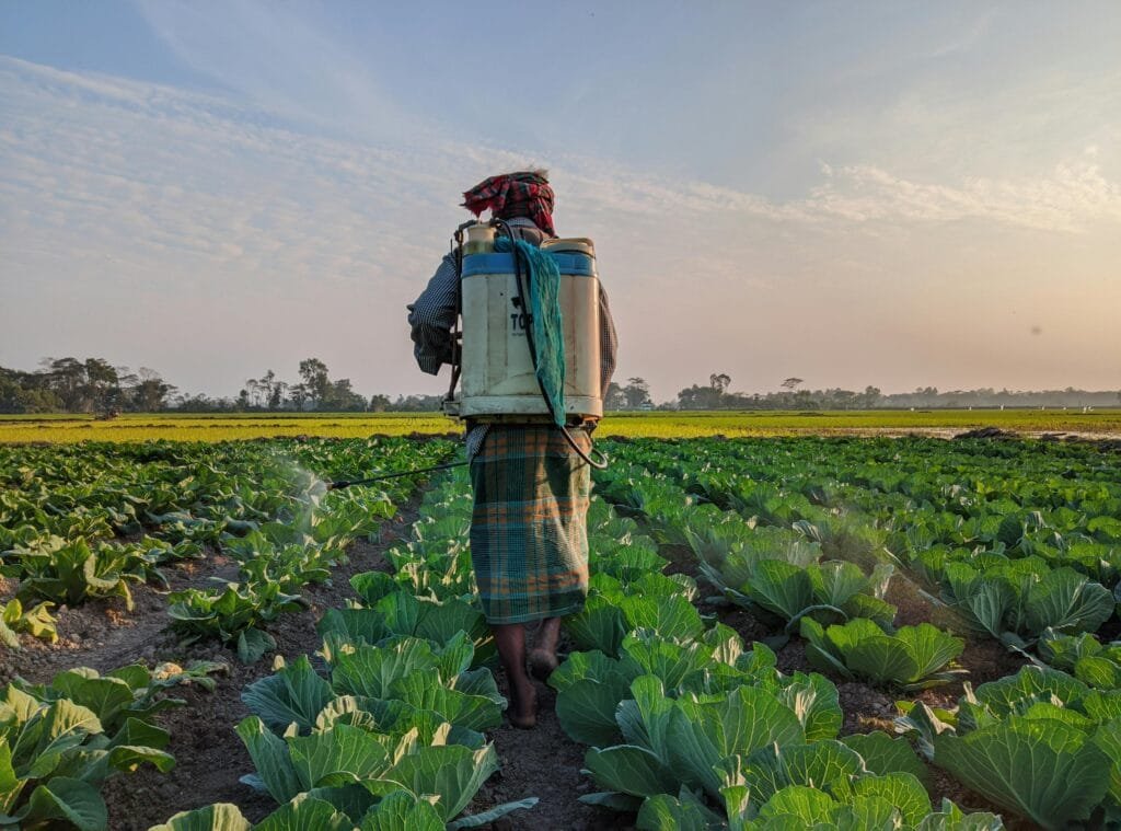 5 Proven Techniques To Boost Cabbage Farming Profitability In Mittimind ...