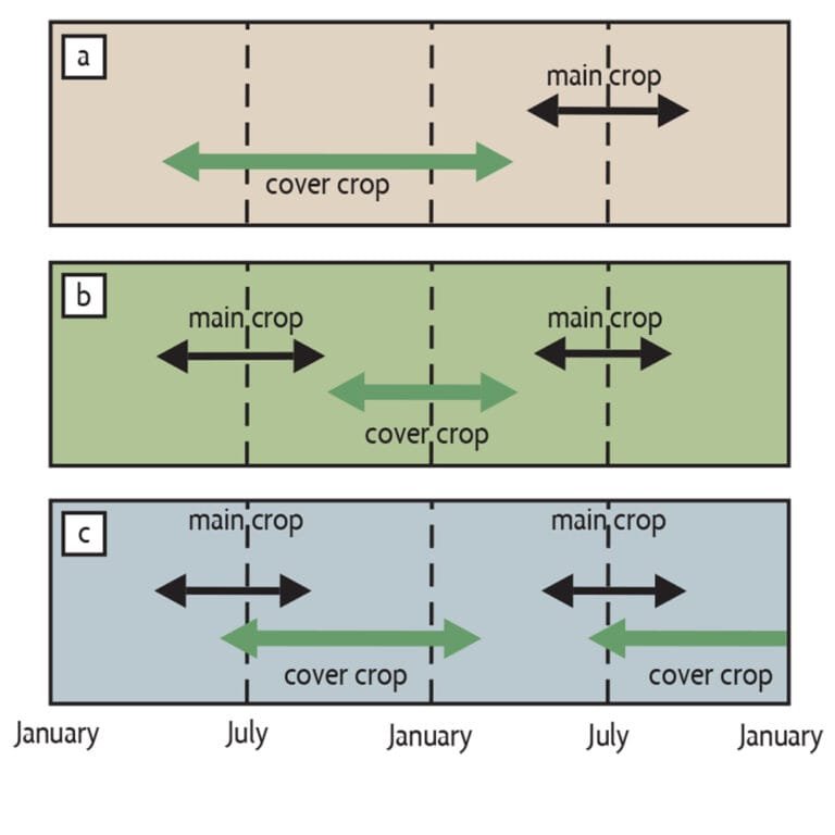 5 Interesting Benefits Of Cover Cropping For Organic Farming In ...